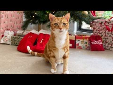 Opening Christmas presents with my cats - YouTube