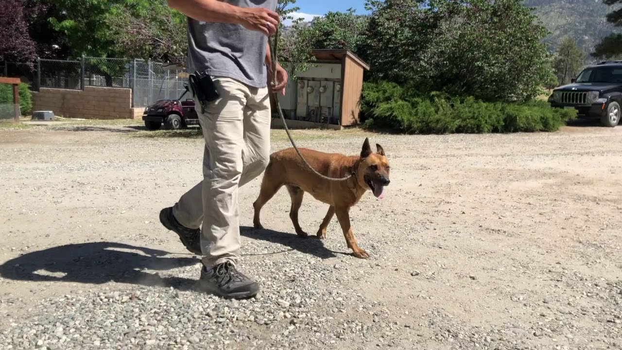 Mastering the Walk: Dog Training Tips - YouTube