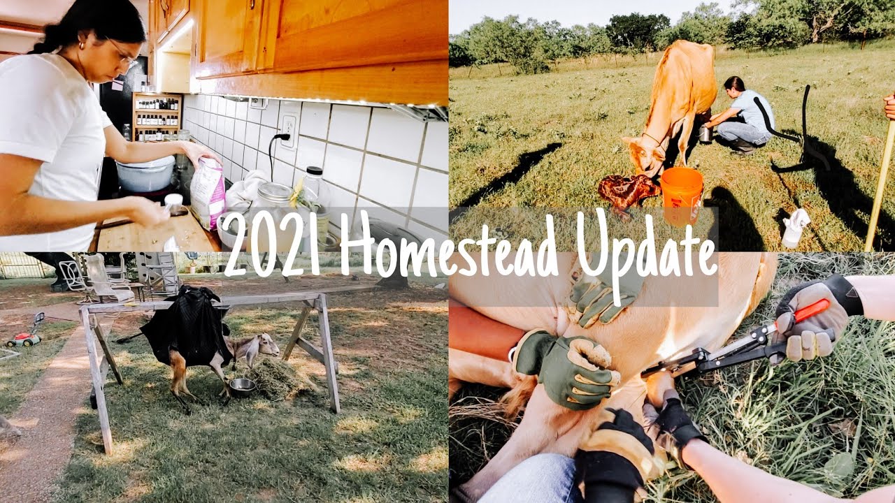 Castrating Calves || Banding Calves|| Homesteading In Texas In 2021 ...