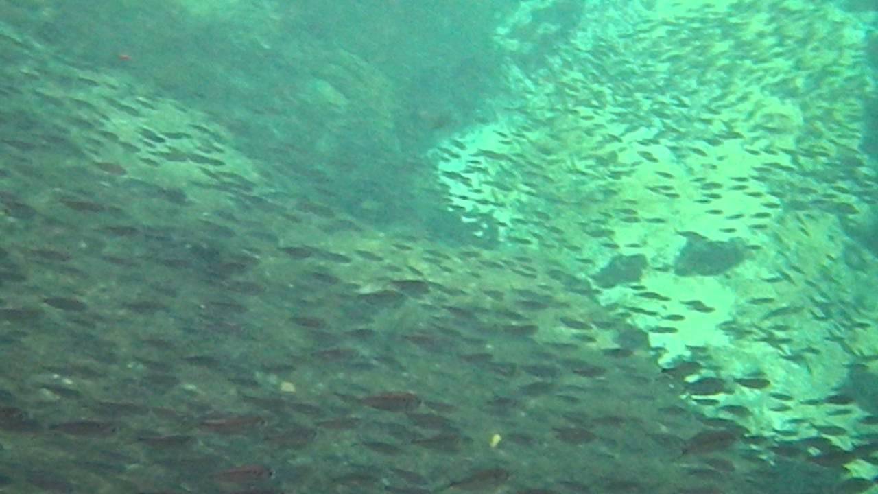 Gum Slough Spring Aug 2012 - YouTube