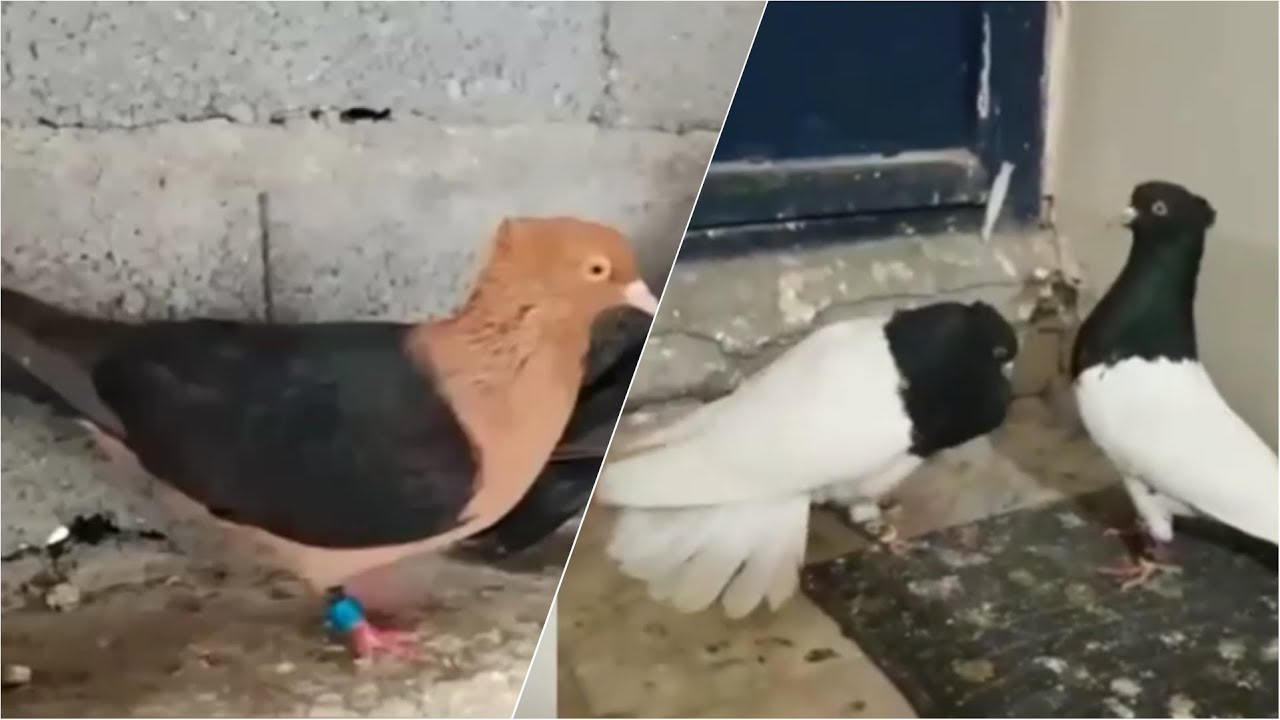 Best archangel pigeons and Fancy pigeons - YouTube