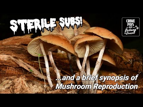 How Do Mushrooms Reproduce? or "Sterile Subs To Blow Your Mind" - YouTube