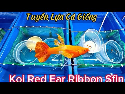 Tuyển Lựa Cá Giống Koi Red Ear Ribbon | Đức Thiện GP - YouTube