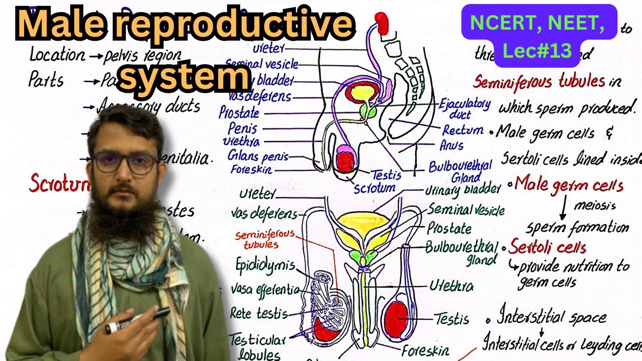 The male reproductive system | NCERT | NEET | class 12 - YouTube