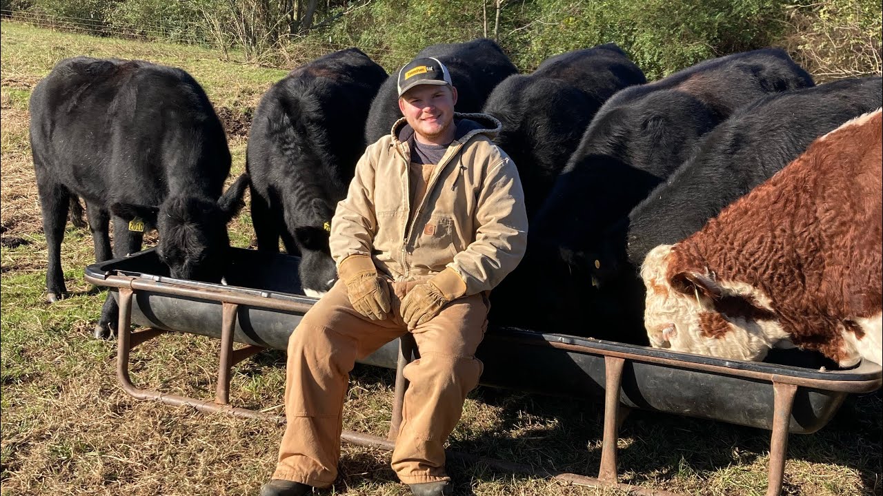 Cattle update - YouTube