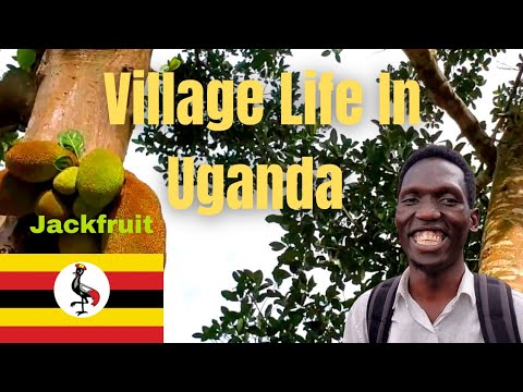 Village Life in Uganda-Mityana District - YouTube