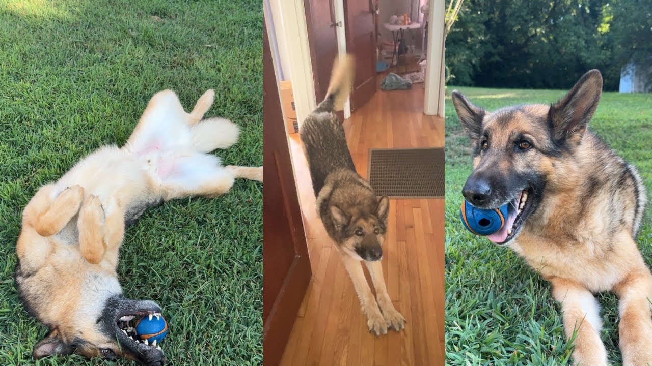 German Shepherd Does A Big Stretch! - YouTube