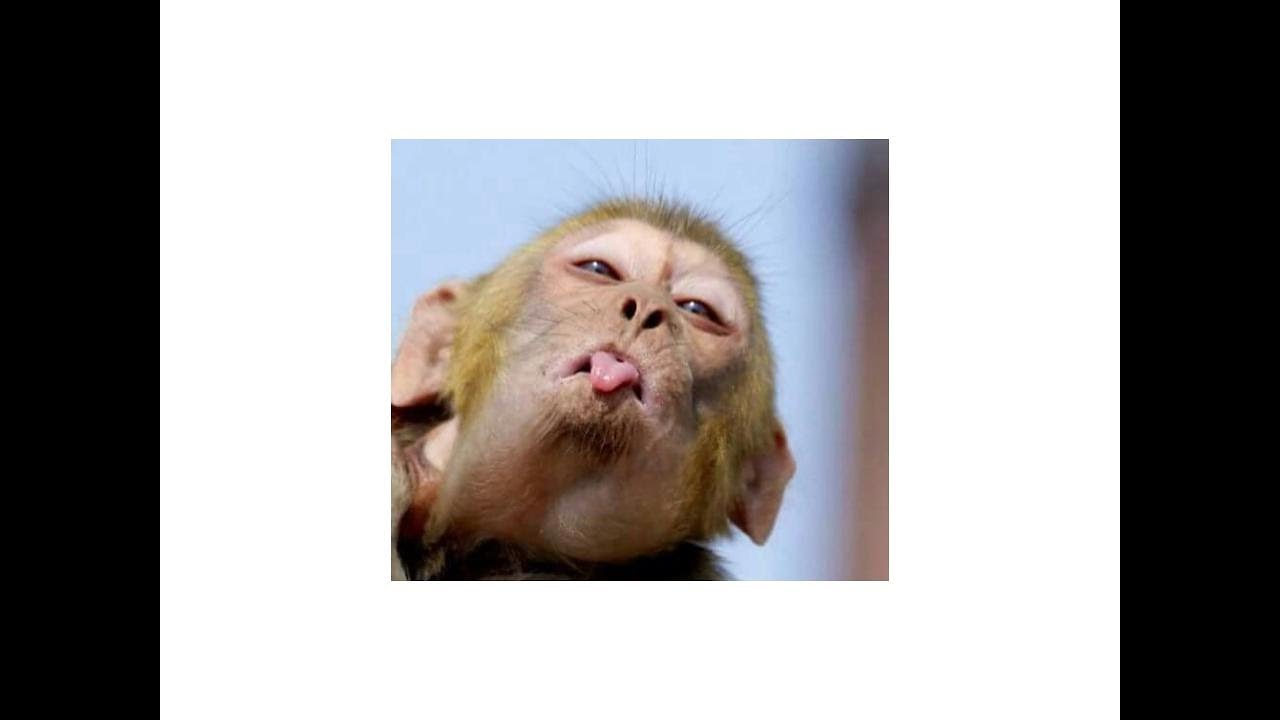 Boo Monkey's Channel Trailer - YouTube