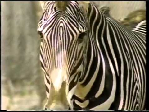 At The Zoo With Oogene - Zebras 🦓🦓 (1988)