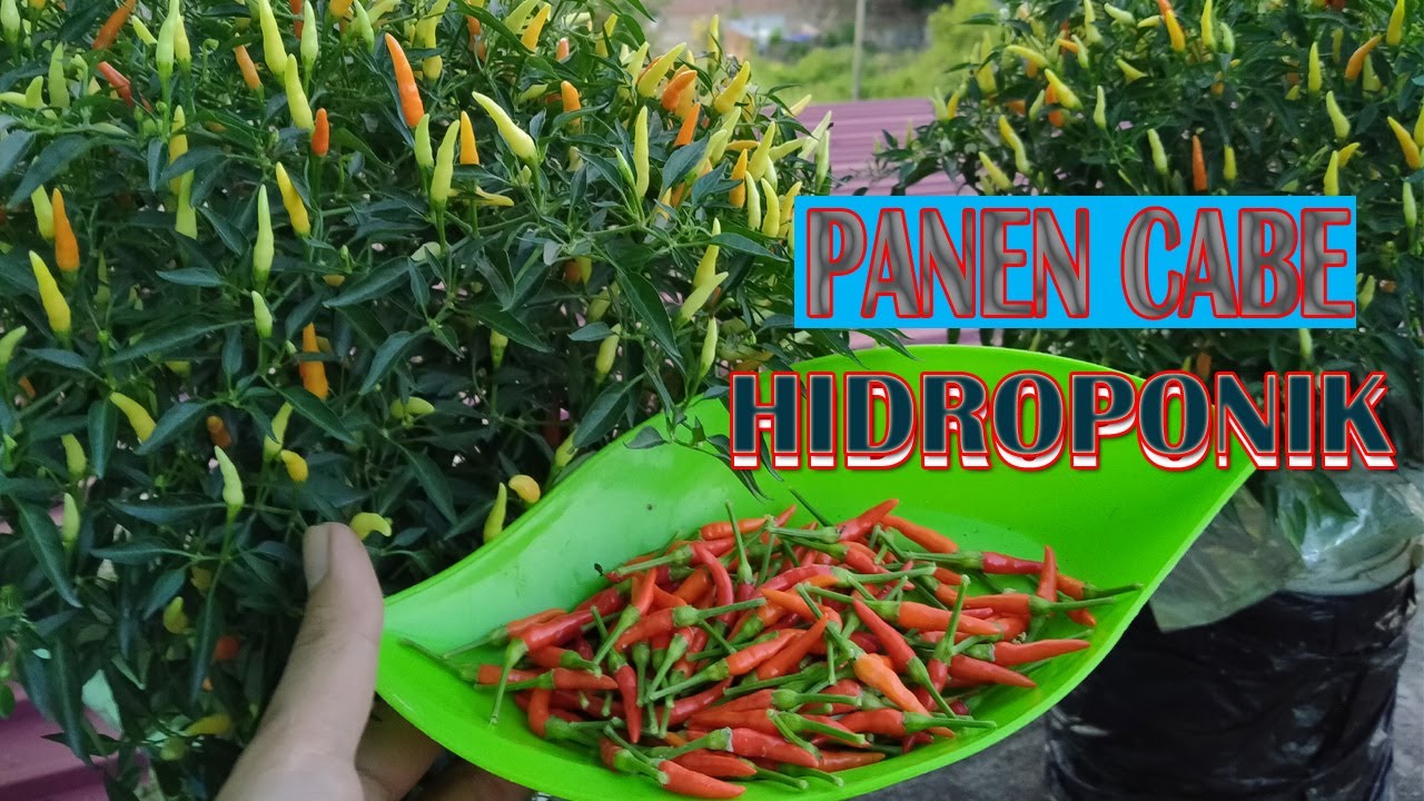 Panen Cabe atau Cabai Hidroponik sungguh menyenangkan - YouTube