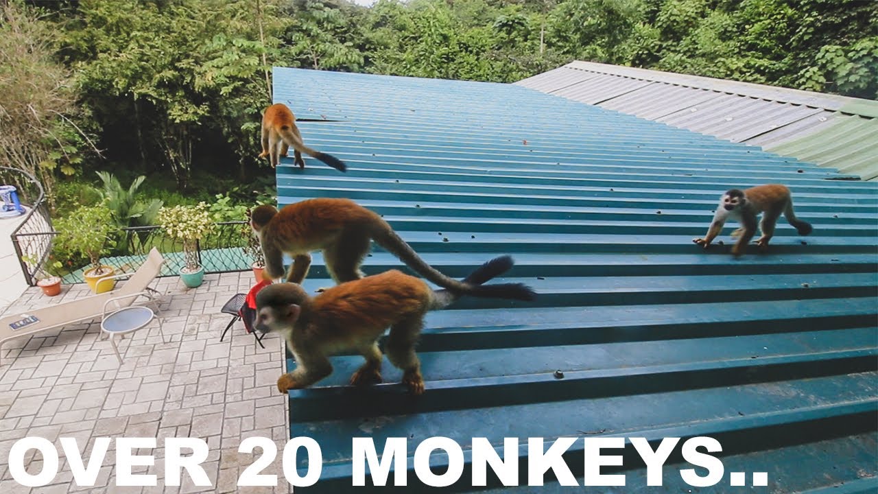 Our House Was INVADED BY MONKEYS.. - YouTube