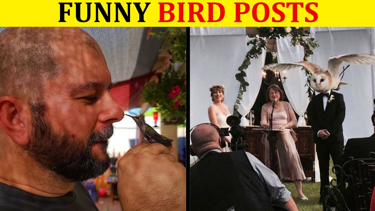 Hilarious Bird Posts That Were Too Good Not To Share - YouTube