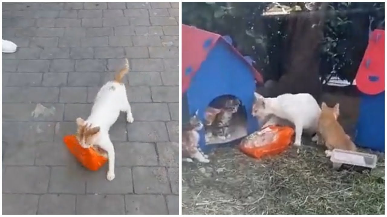 GATA Roba Comida Para Sus Gatitos #Gatos #Animales #Curiosidades - YouTube