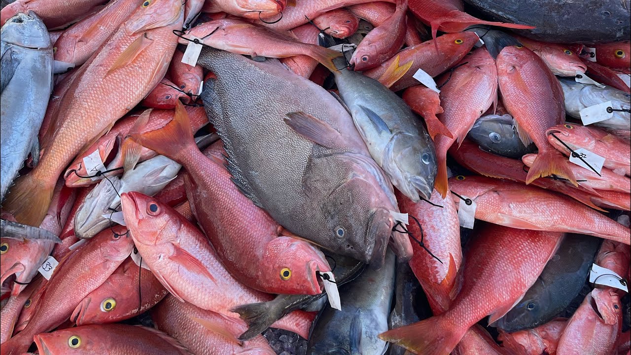 South Fortune Fishing aboard the American Patriot Long Range Sport ...