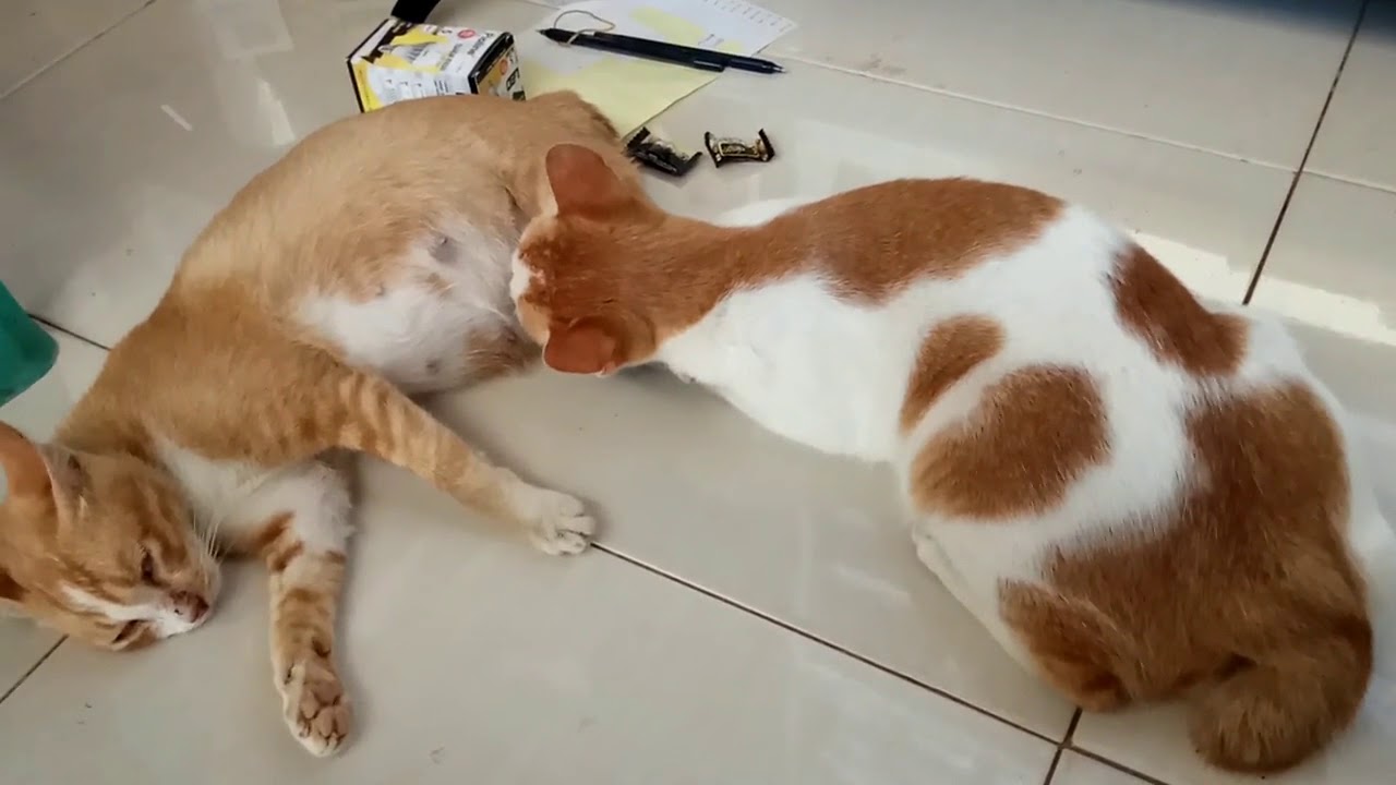 Mengenal Mastitis, Penyebab Induk Kucing Tidak Mau Menyusui - menyusu ...