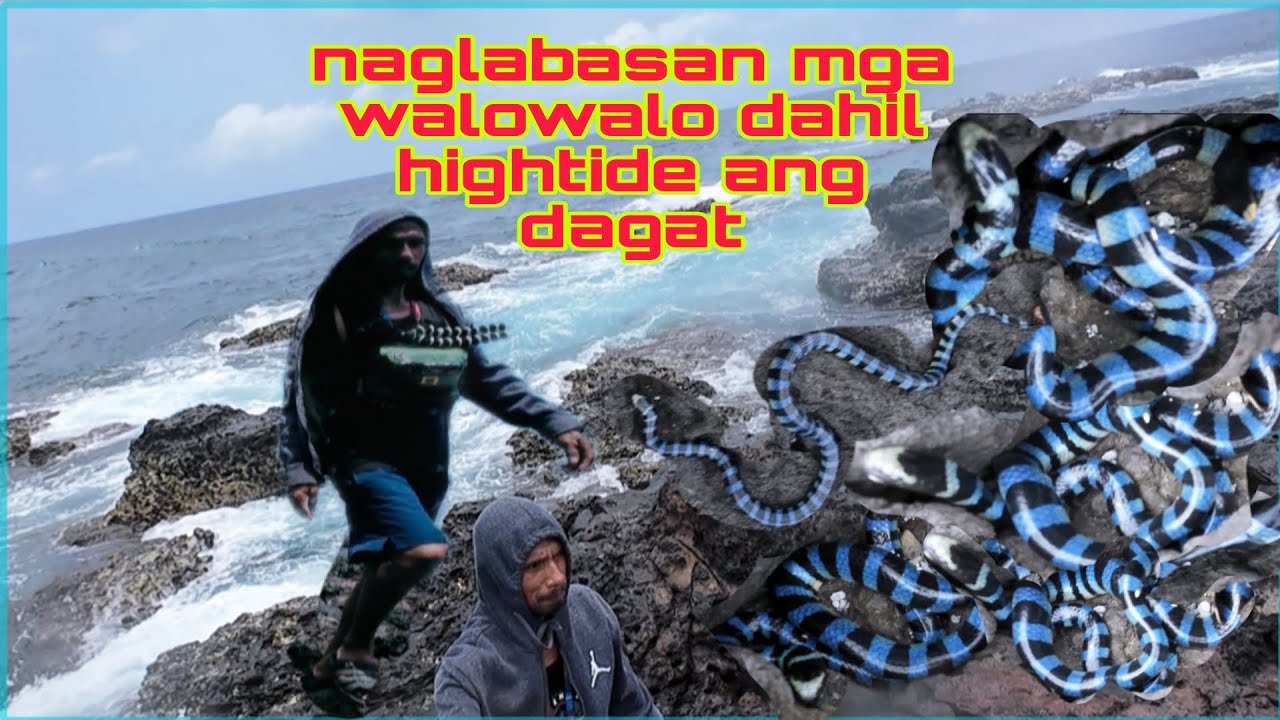 Naglabasan mga walowalo sa dagat - YouTube