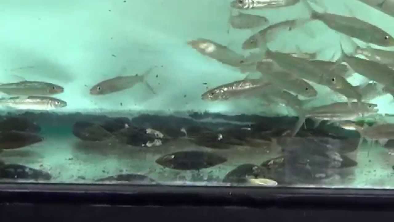 Goliath Tiger Fish feeding time - YouTube