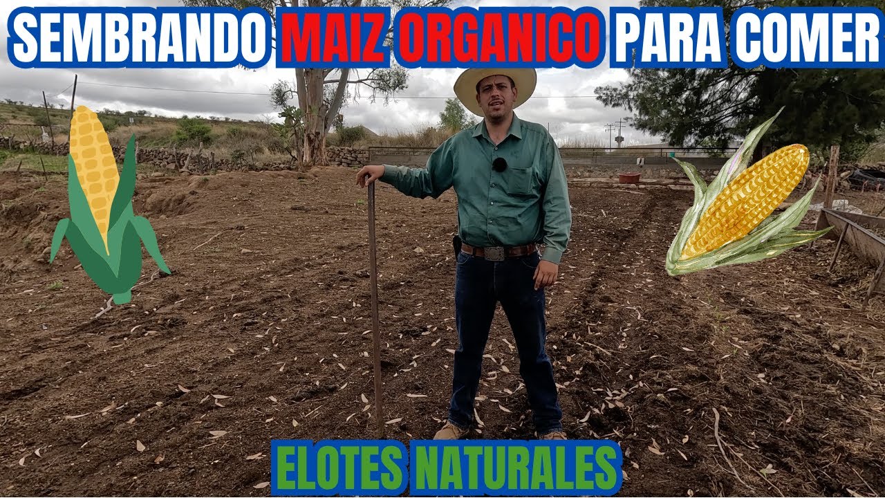 Sembrando MAIZ ORGANICO para comer ELOTES NATURALES | RancheandoAndo ...