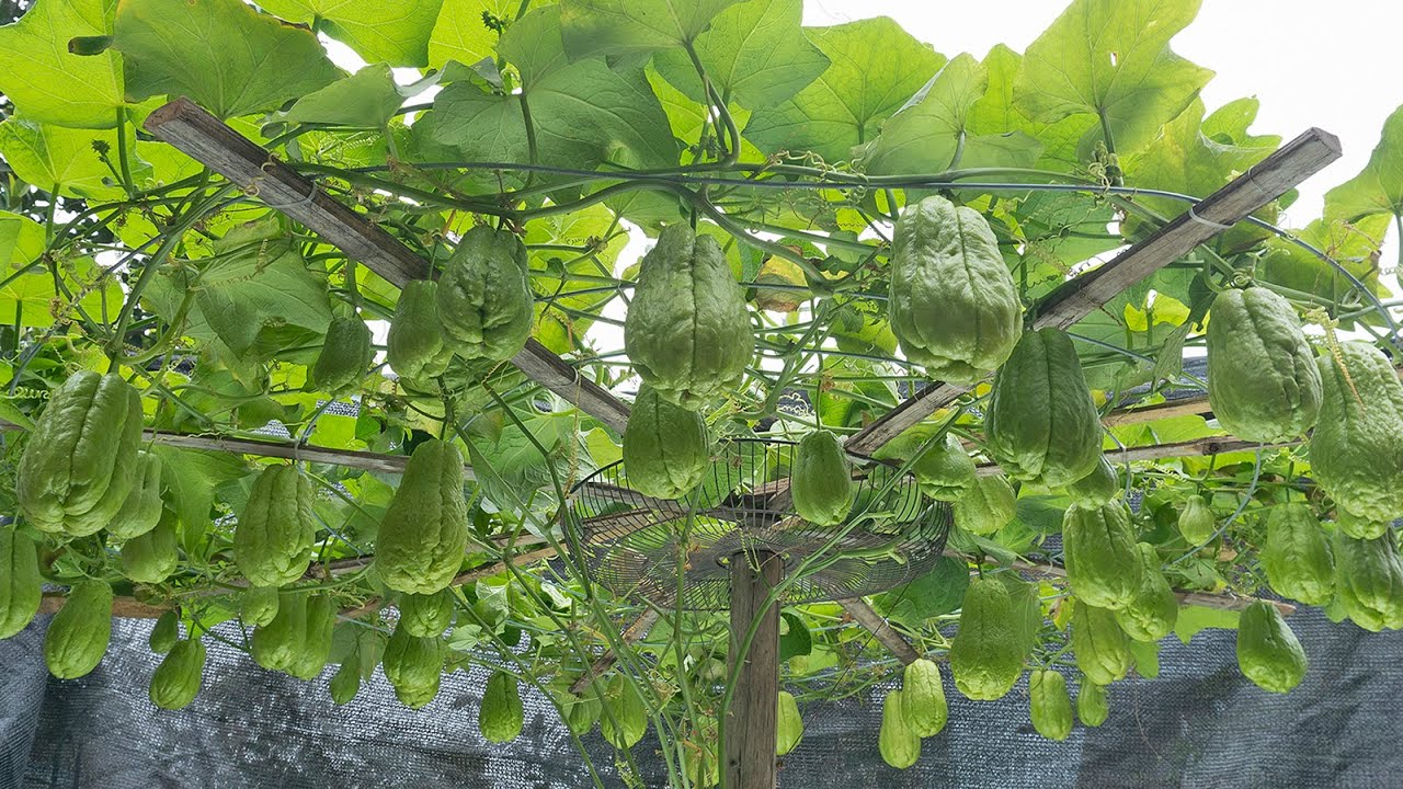 The secret to growing chayote with many fruits is not known to everyone ...