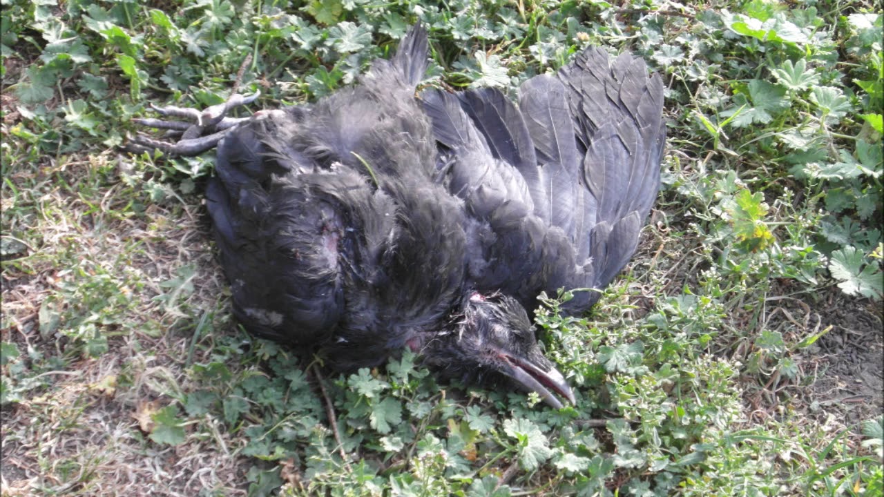 Tote junge Krähe im Garten 2020 - Dead young crow in the 2020 garden ...