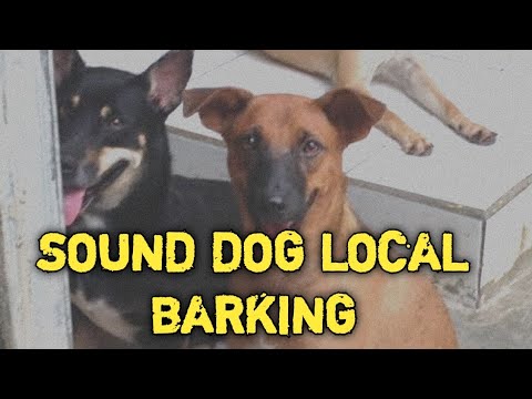 DOG LOCAL | SOUND DOG BARKING LOUDLY - YouTube