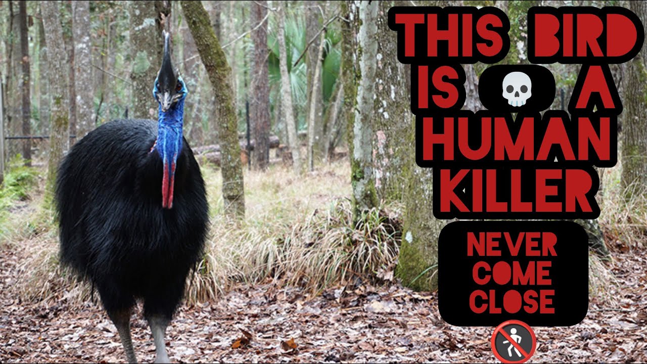 The most dangerous birds in the world. These birds can kill humans ...