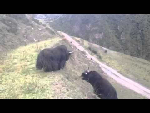 Yaks full fight - YouTube
