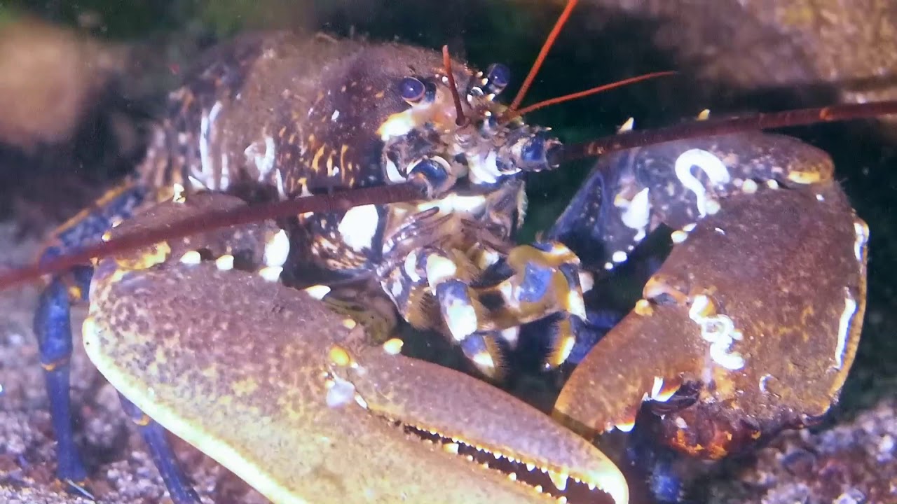LUBRIGANTE - BOGAVANTE - HOMARUS GAMMARUS - YouTube