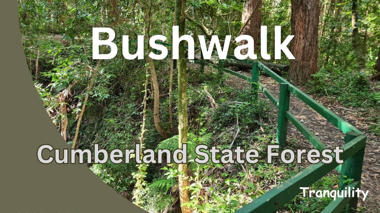 Relax! and unwind with a Bushwalk around Cumberland State Forest - YouTube