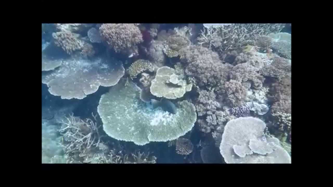 Swains Reef Mr J - YouTube
