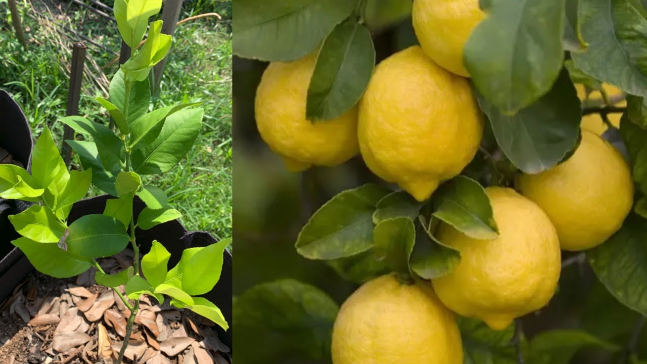 Easy and fast formula for growing lemon plant at home|| propagation ...