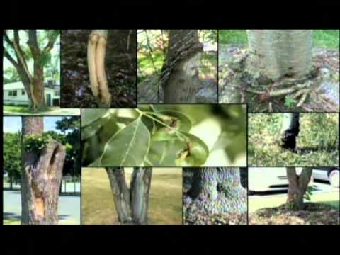 How to Identify an Ash Tree, EAB, & Signs of Infestation.wmv - YouTube