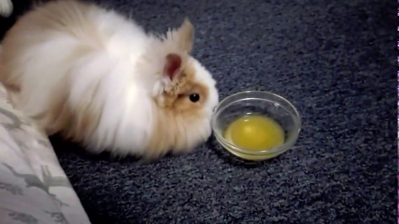 Dwarfed rabbit/ Zakrslý teddy kralík - Bertík - YouTube