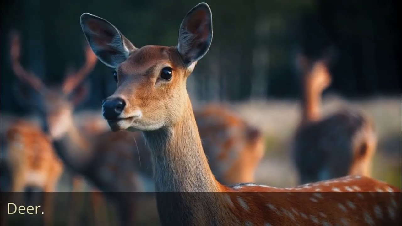 30 words of Alphabet D | Learn Alphabet D | D for Deer - YouTube