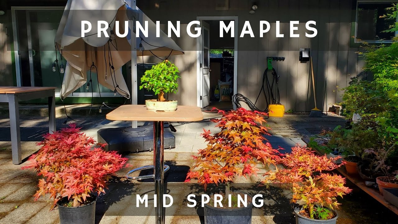 Pruning Japanese Maple in Mid/Late Spring (Shin Deshojo, Corallinum ...