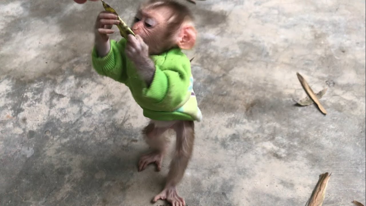 Little monkey started to stand on two legs - YouTube