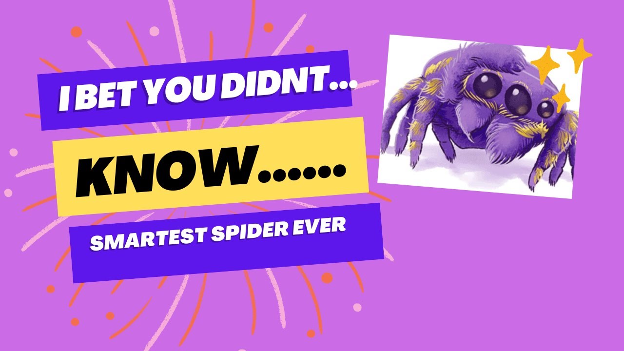 The smartest spider in the world! - YouTube
