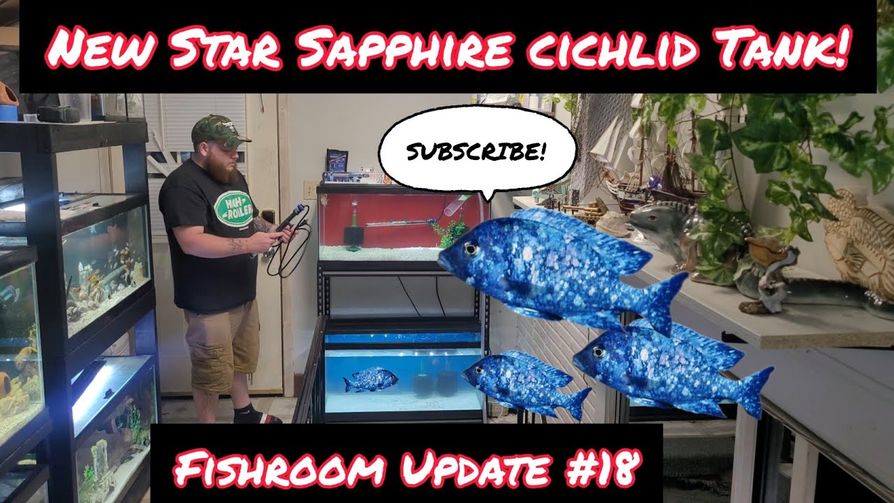SETTING UP NEW AFRICAN CICHLID AQUARIUM! * STAR SAPPHIRE * (FISH-ROOM ...