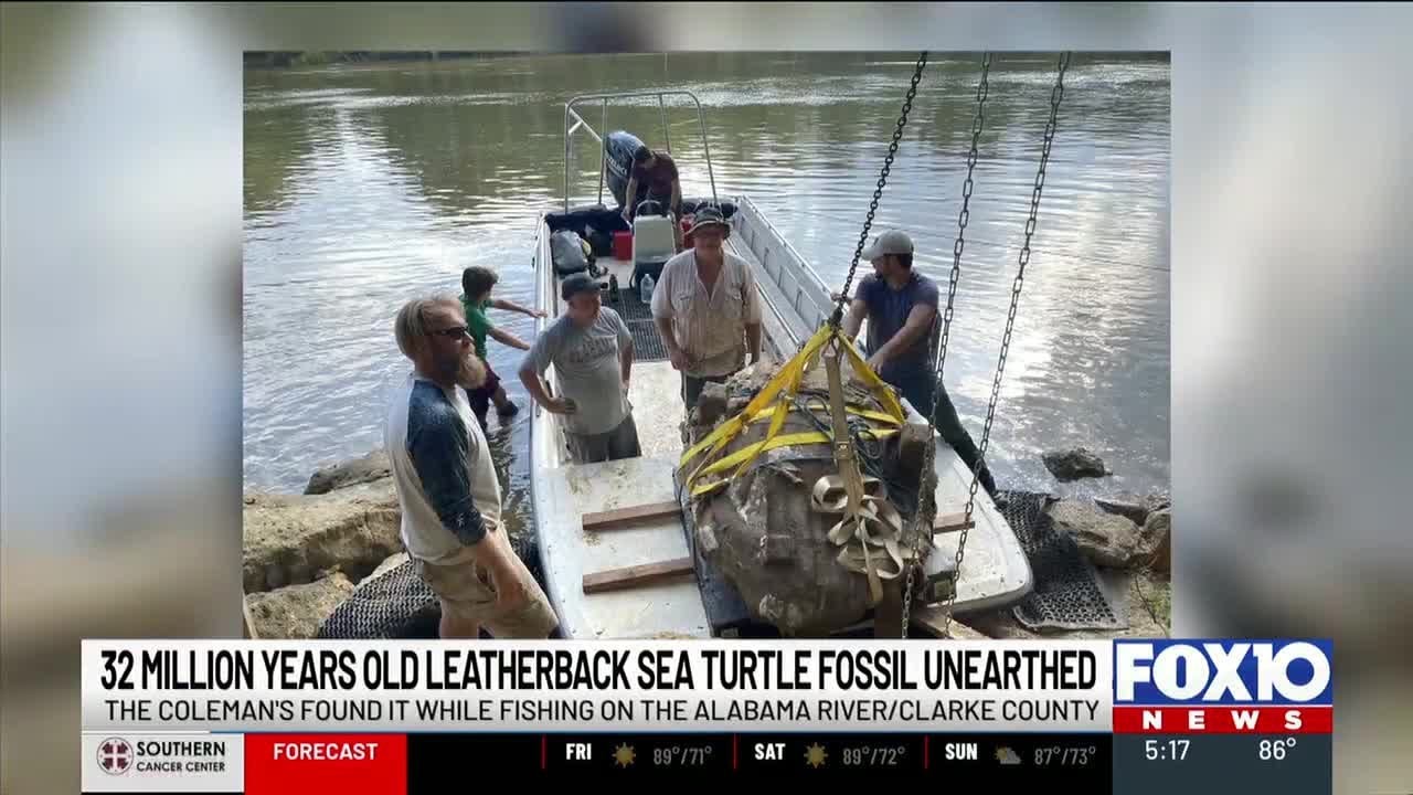 32-million-year-old turtle fossil found in Clarke County - YouTube