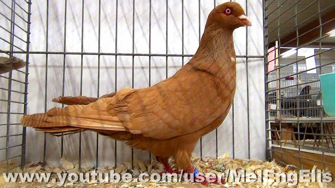 Romein duif geel - Pigeon Romain jaune - Affligem 2024 - YouTube