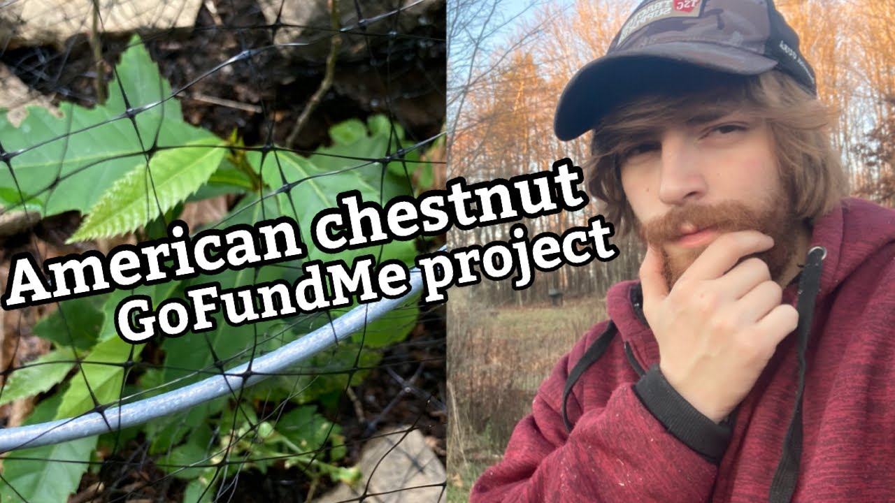 2025 American Chestnut GoFundMe Project - YouTube