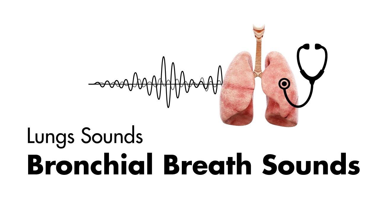 Bronchial Breath Sounds - Lung Sounds - Medzcool - YouTube