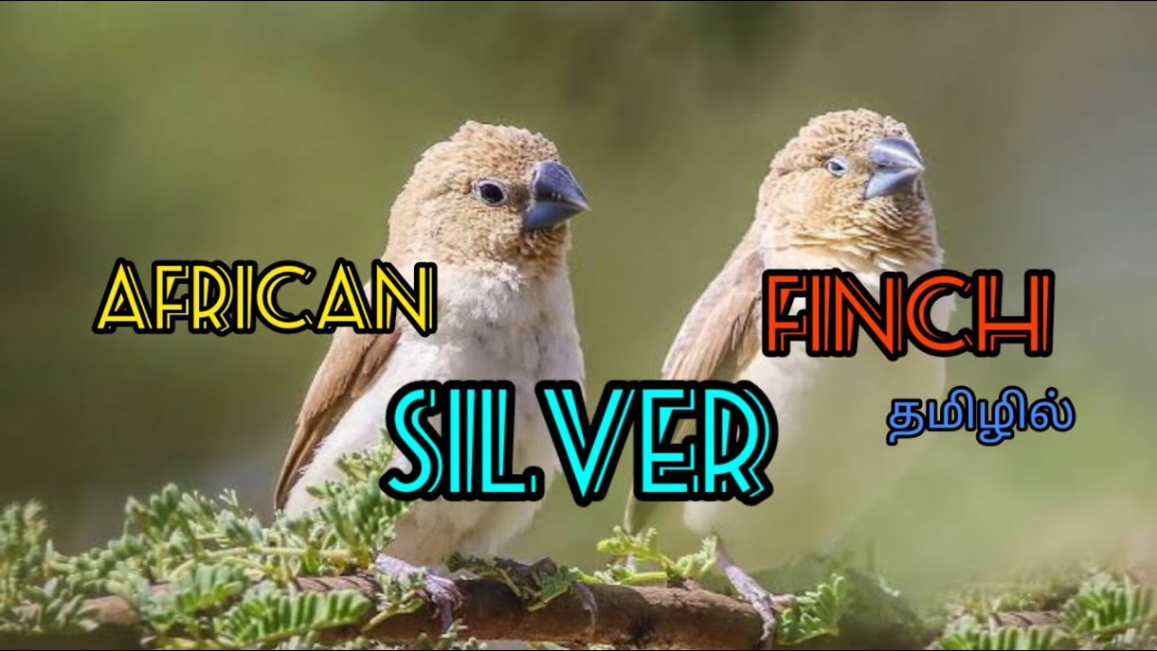 African Silver Finch|Exotic Silver Bill|Capitive Breeding|Good parental ...