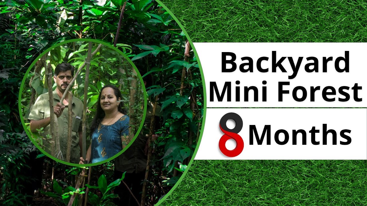 Backyard Mini Forest | Amazing Greenery After Eight Months | Miyawaki ...