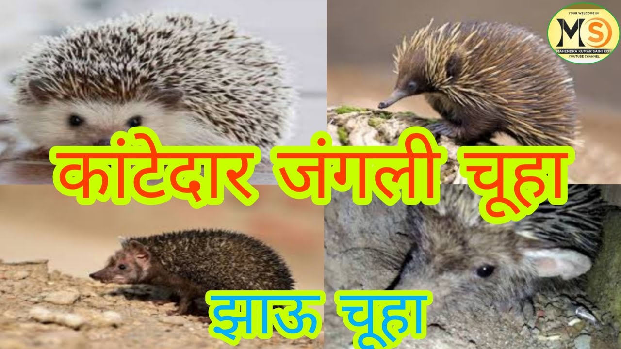 कांटेदार जंगली चूहा/झाऊ चूहा/kantedar jungali chuha/jhahu chuha. - YouTube