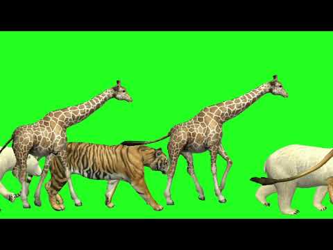 Animal List: Animals Running on Green screen | Animals stampede green ...