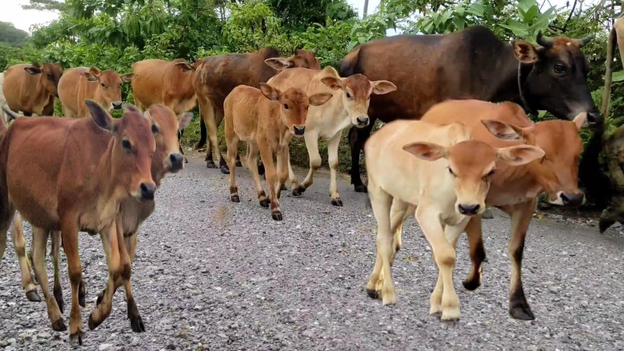 menggembala anak lembu dan induk sapi simental yang sedang pulang ...