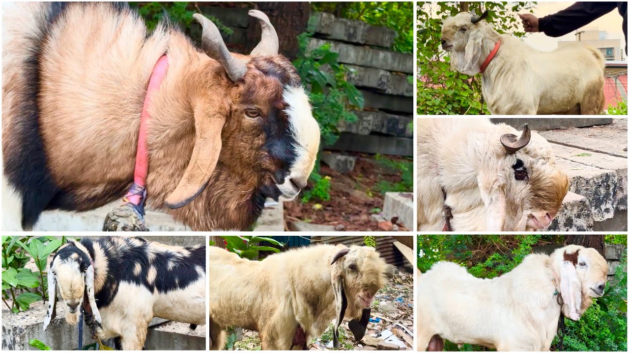 Baloch Goat Farm, Jogeshwari | Andul Goats Collection - YouTube