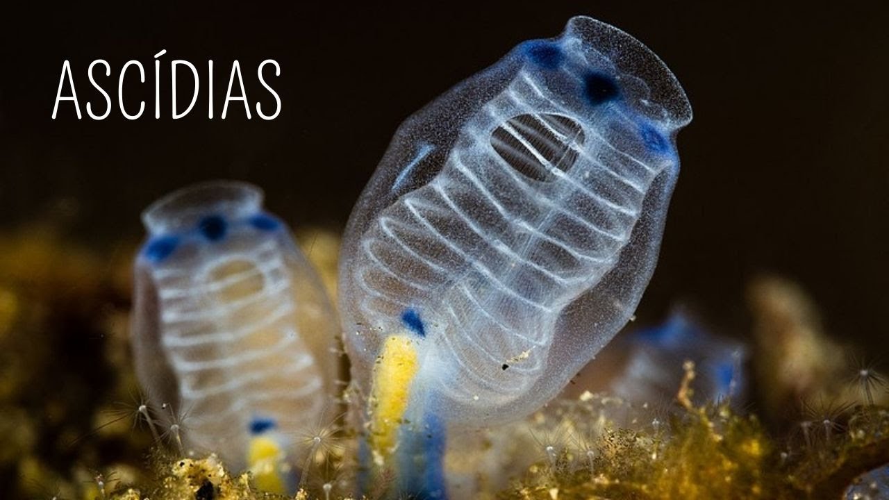 Quem são as ascídias? - YouTube