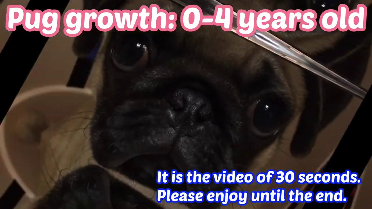 Pug growth 0-4 years old - YouTube